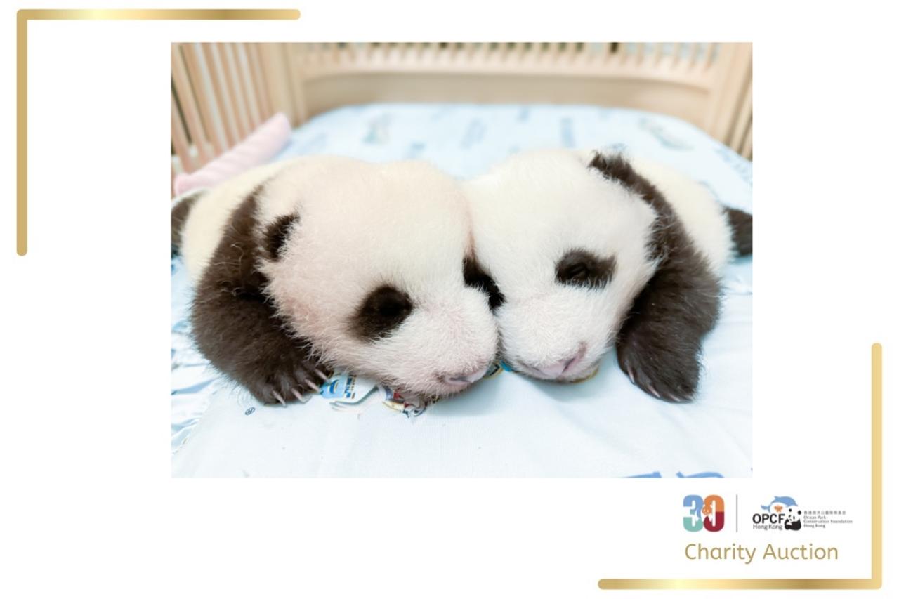 Make a birthday gift to the giant panda twin cubs (1) | Powered by Givergy